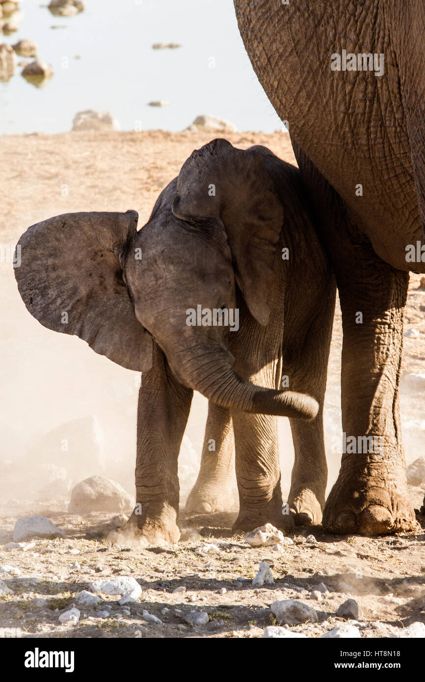 A young African elephant leaning on its Mother Stock Photo - Alamy