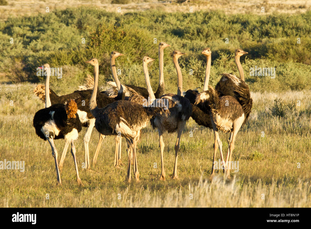 A flock of seven female ostriches with a male Stock Photo - Alamy