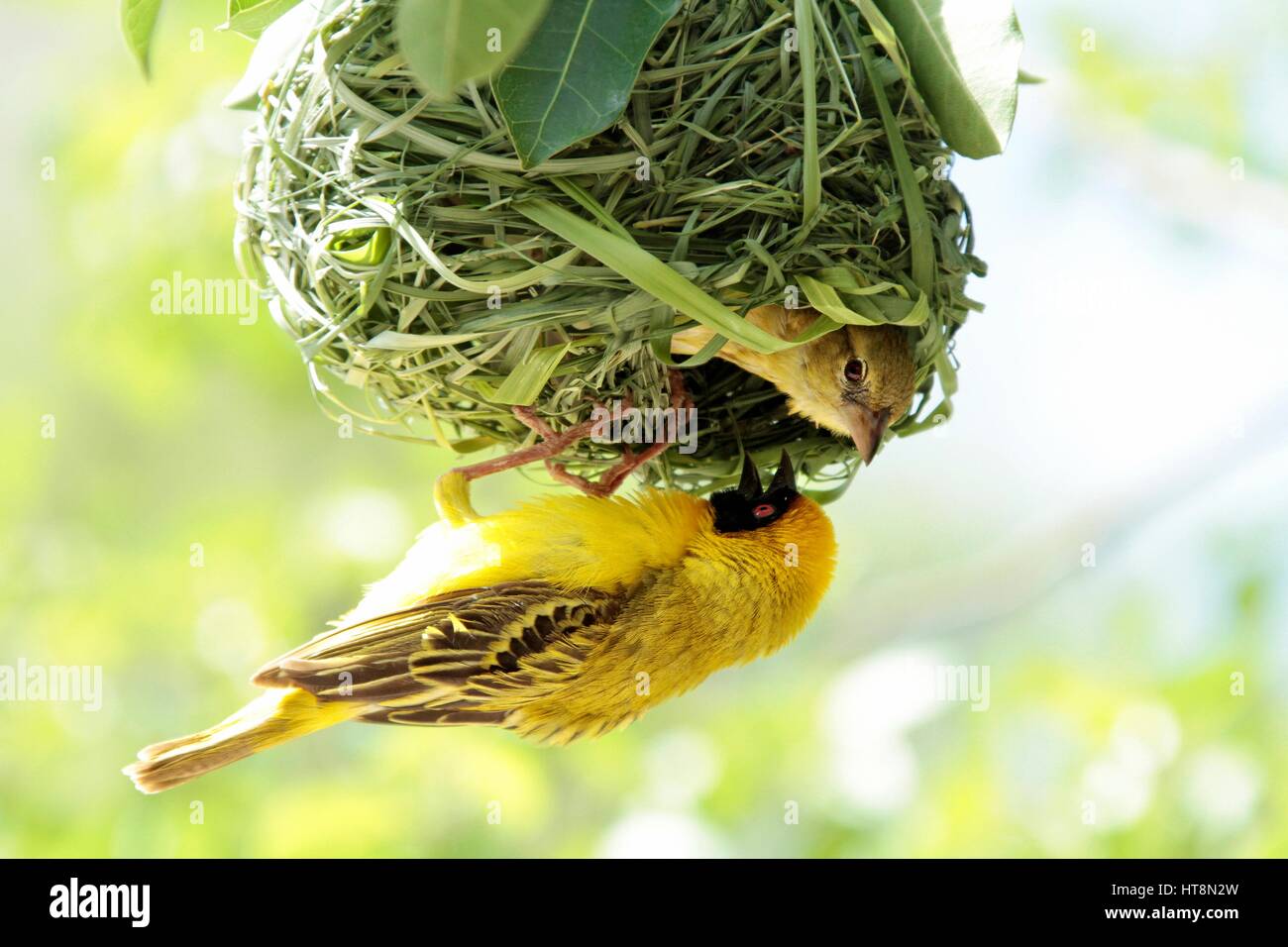 Female weaver birds hi-res stock photography and images - Alamy