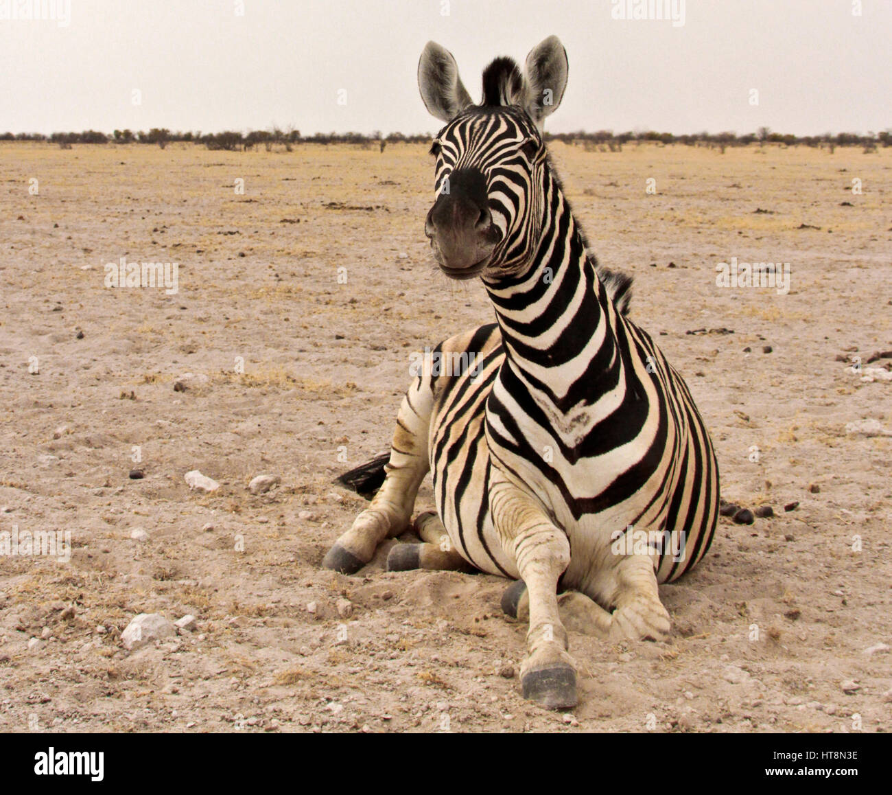 Laying Down Zebra High Resolution Stock Photography and Images - Alamy