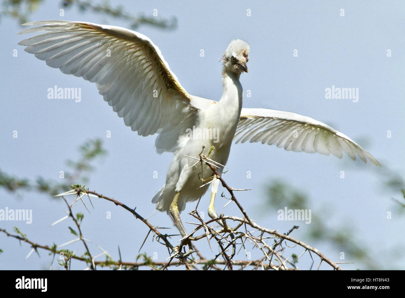 Flapping bird hi-res stock photography and images - Alamy