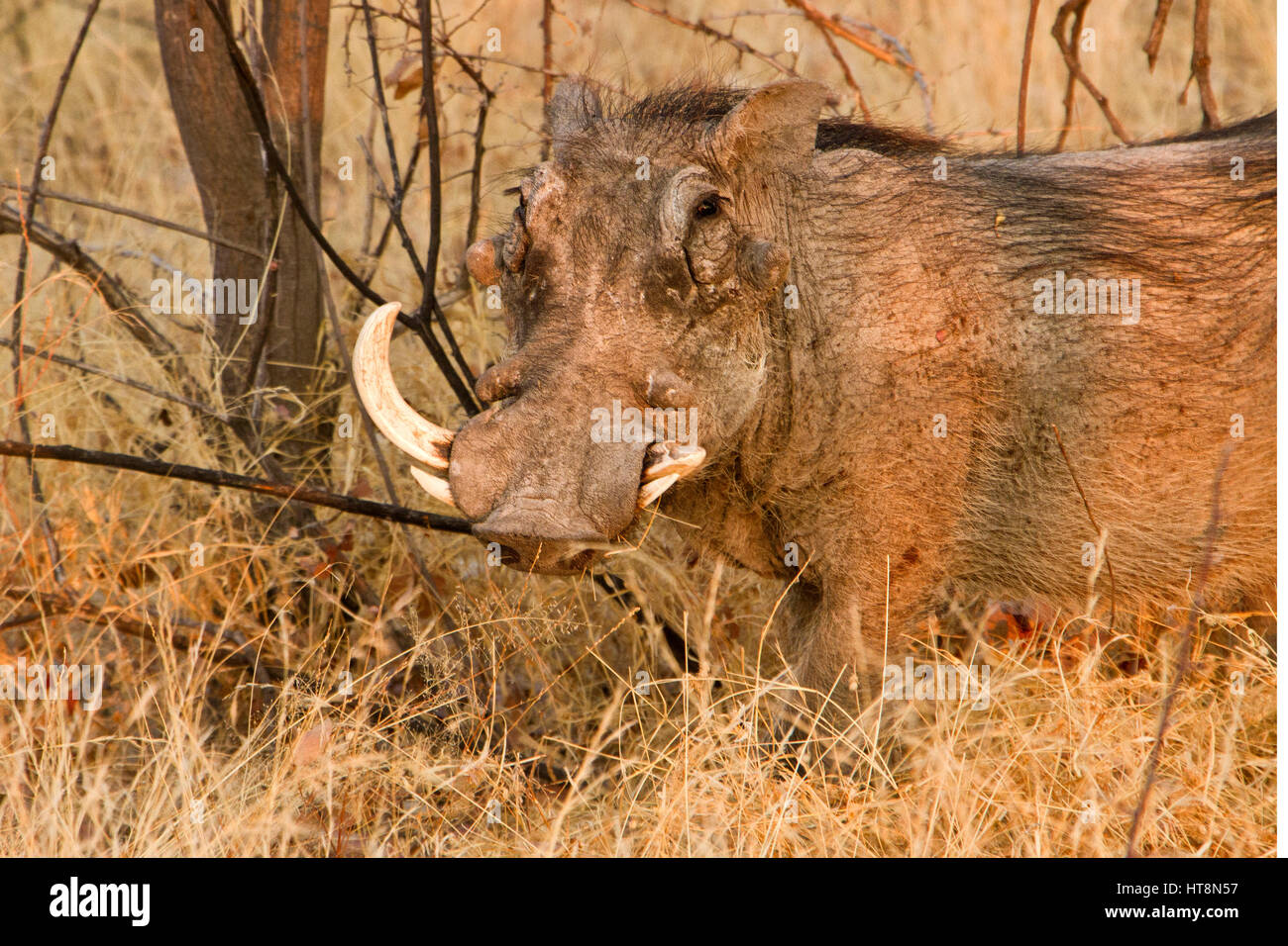 Warthog with broken tusk Stock Photo - Alamy