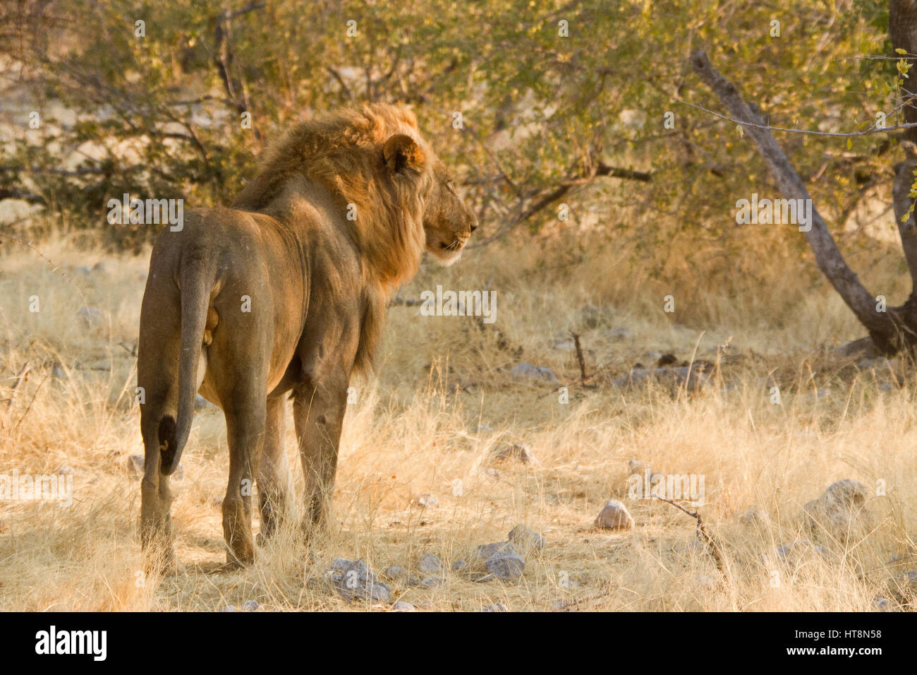 A male lion in the early morning light - rear view Stock Photo - Alamy