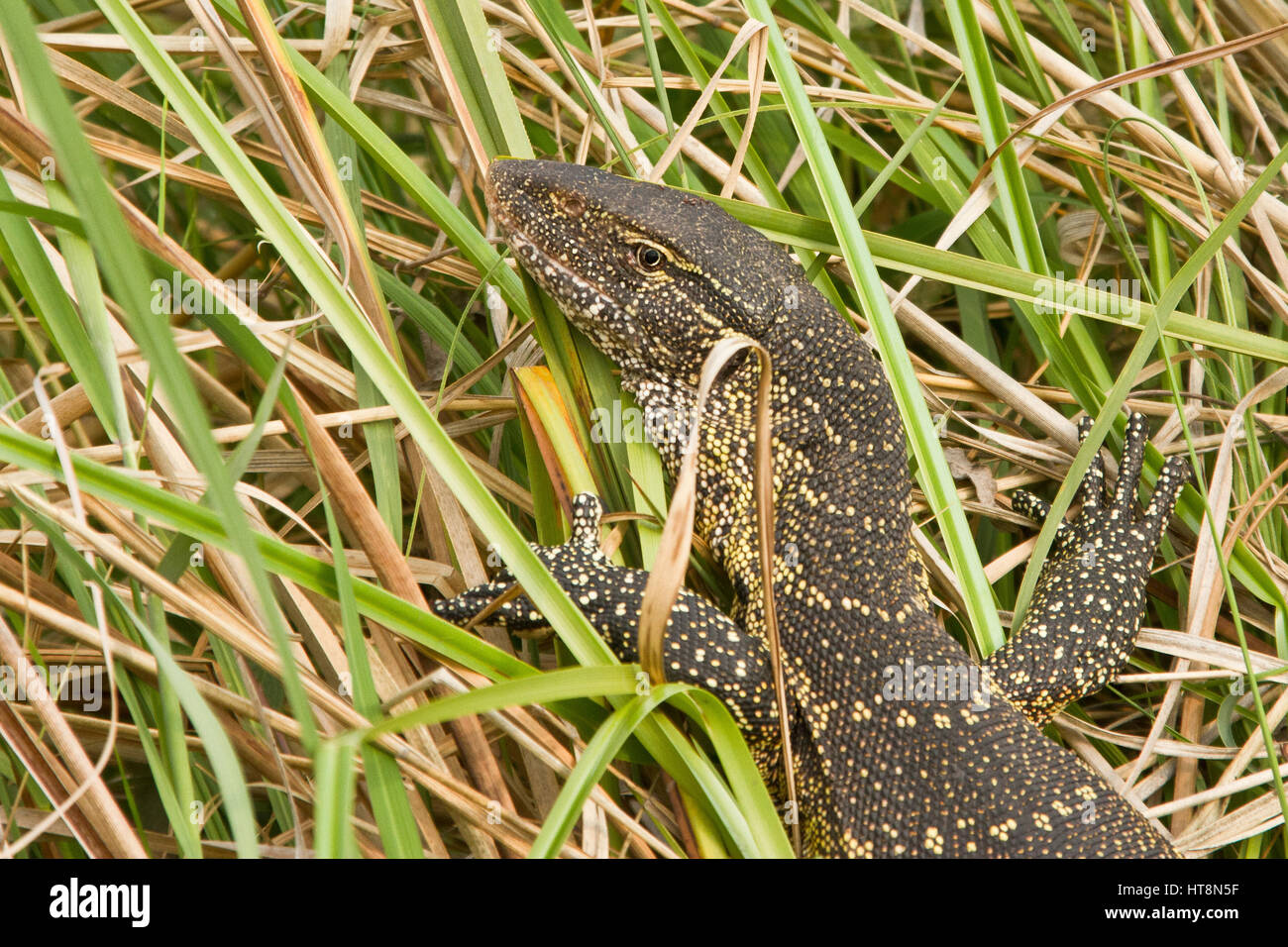 African rock monitor hi-res stock photography and images - Alamy