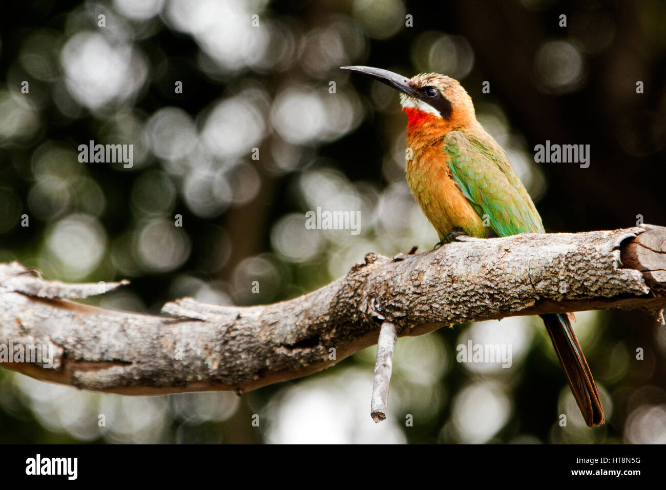 Little bee eater perched, Caprivi, Namibia Stock Photo - Alamy