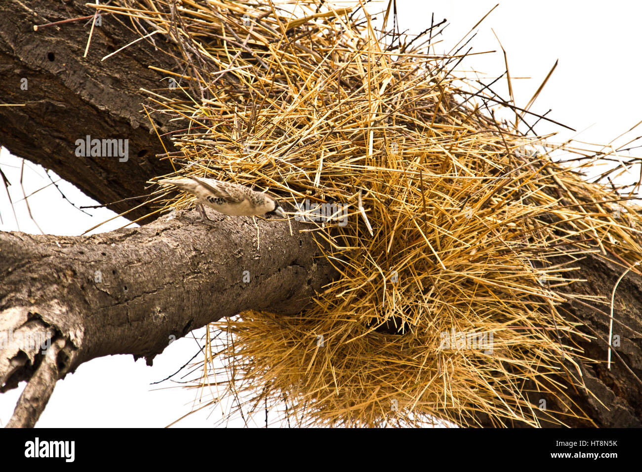 Sociable weaver starting a new nest Stock Photo - Alamy