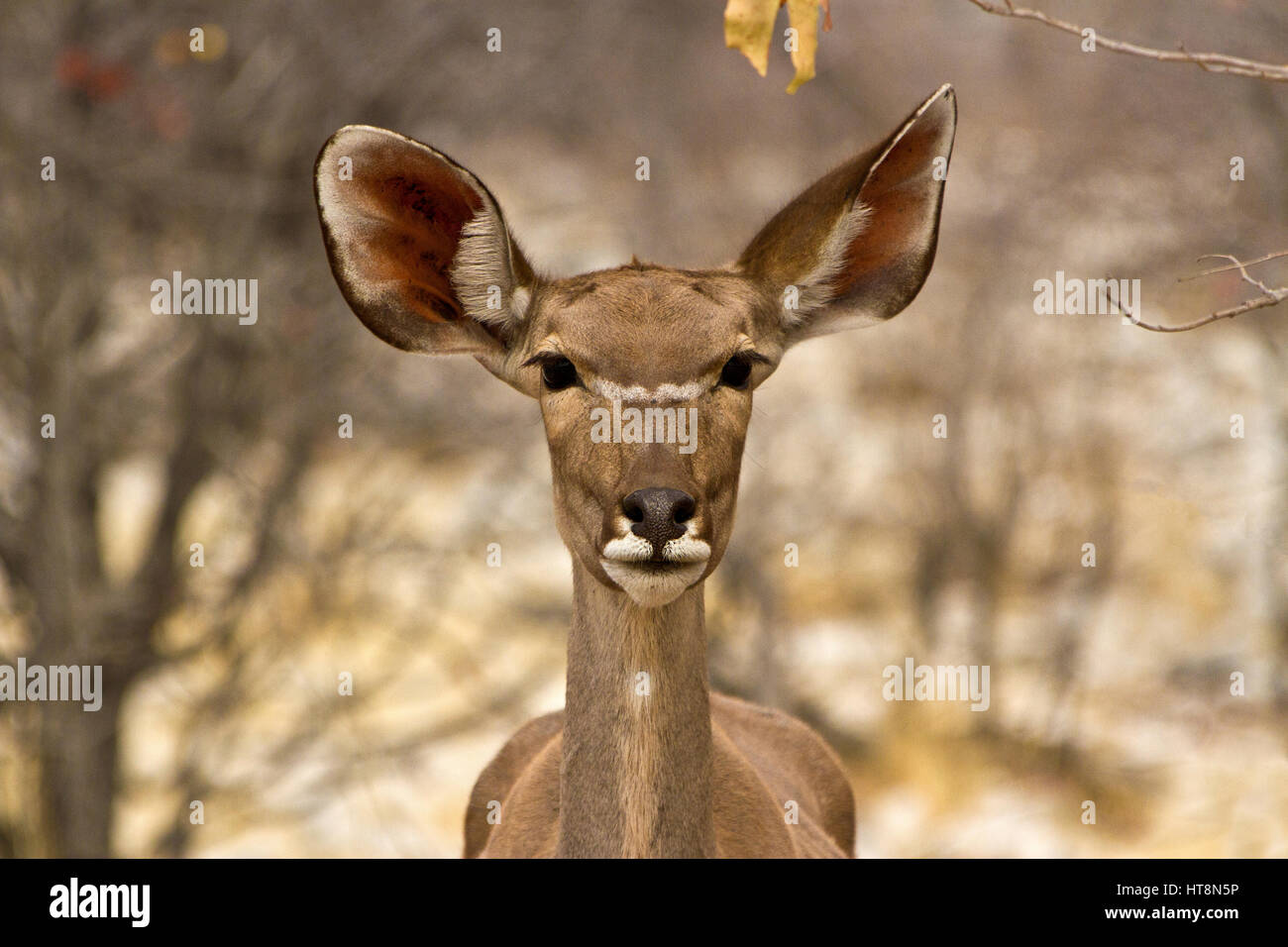 Lesser kudu head shot Stock Photo - Alamy