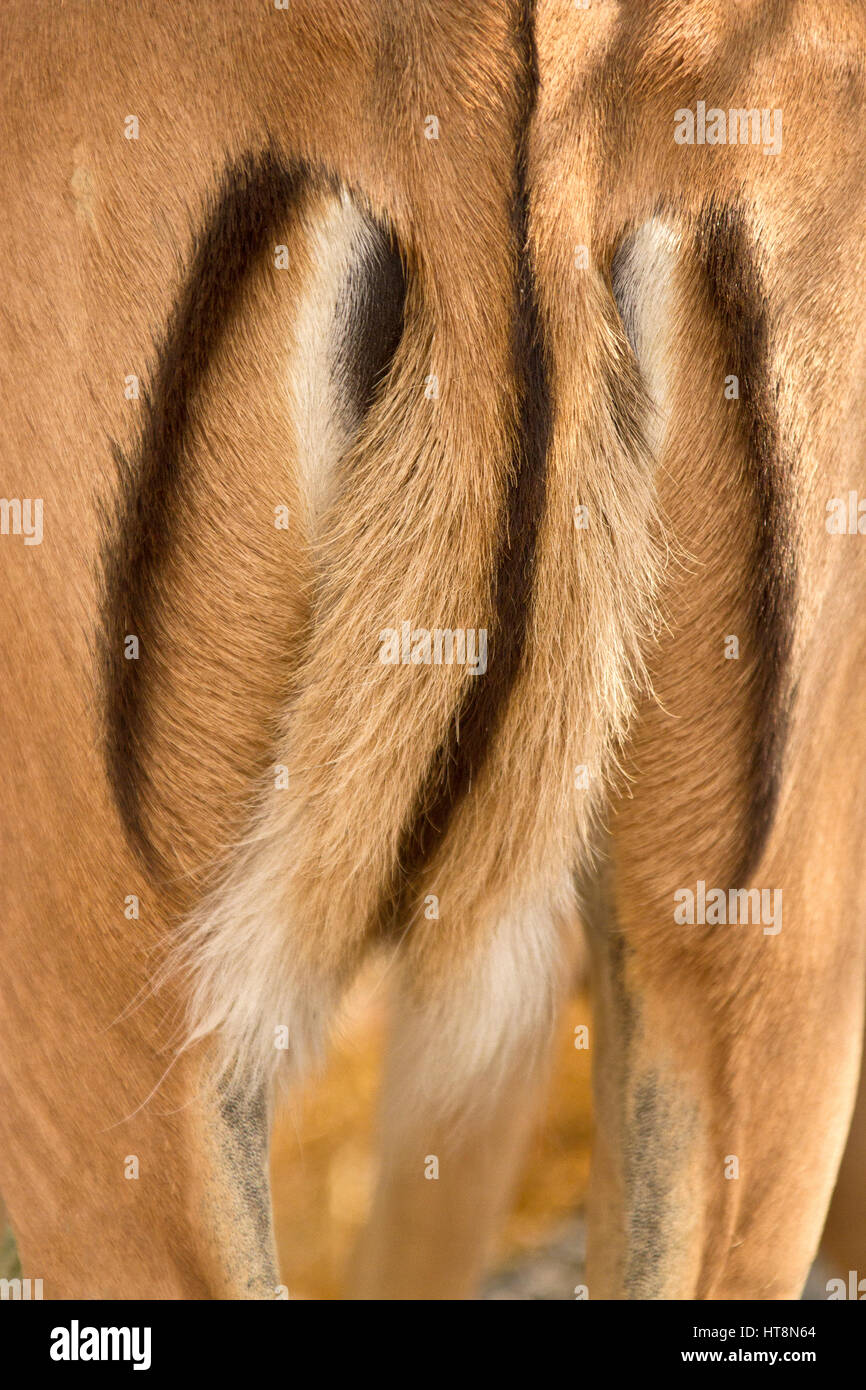 Tail of Black Faced Impala Stock Photo - Alamy