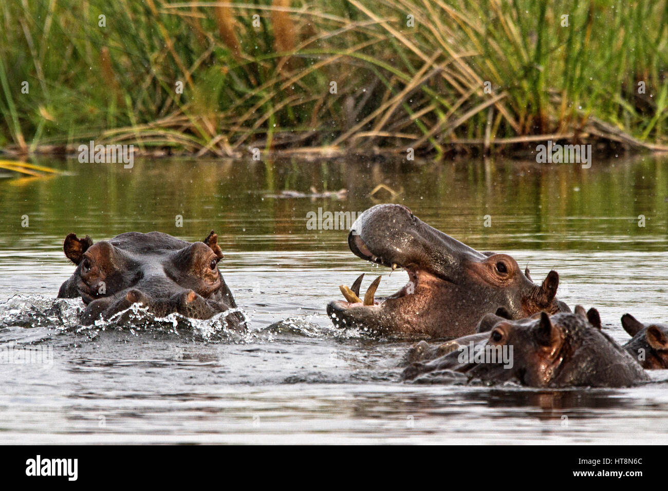 African hippos hi-res stock photography and images - Alamy