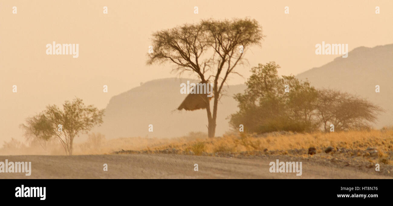 A sociable Weavers' Nest in a sandstorm in southern Namibia Stock Photo ...