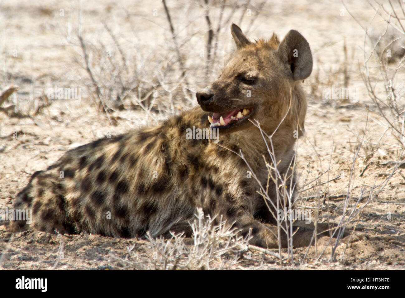 Spotted Hyena at rest Stock Photo - Alamy