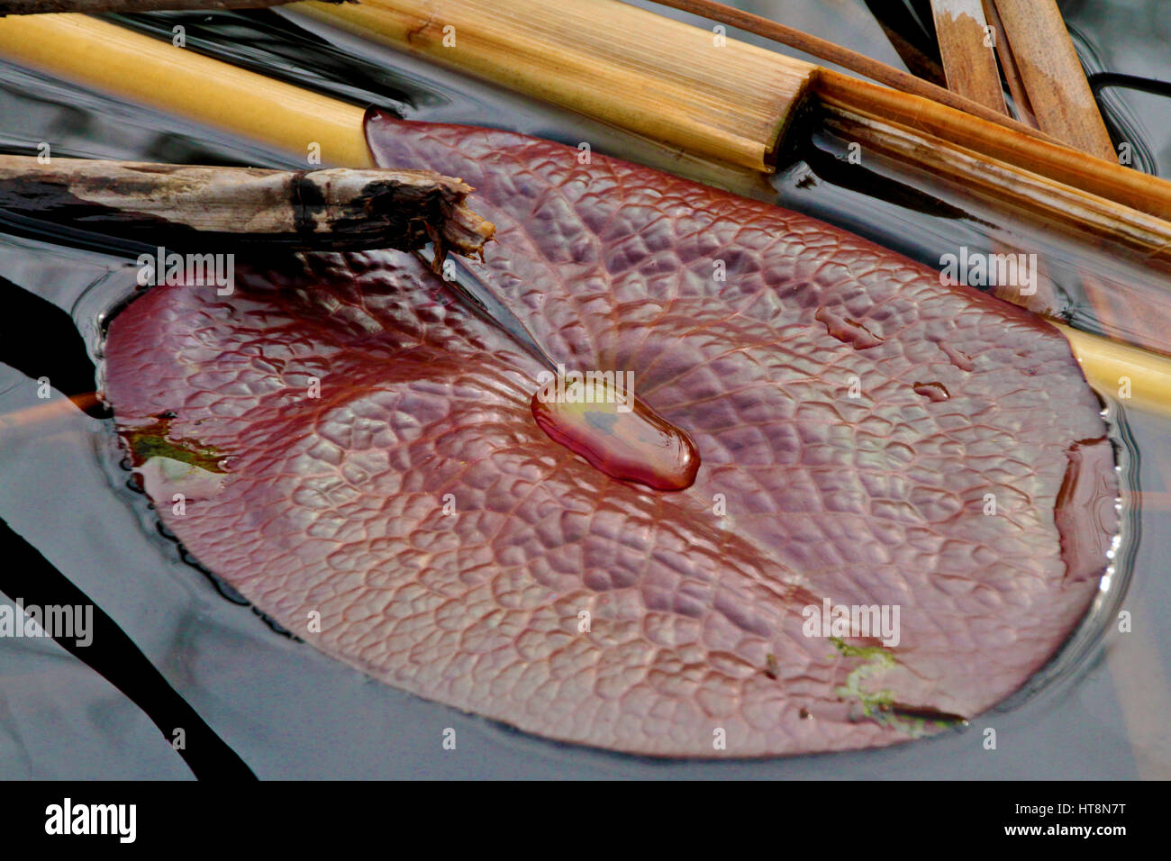 A water Drop on Lily Pad Stock Photo - Alamy