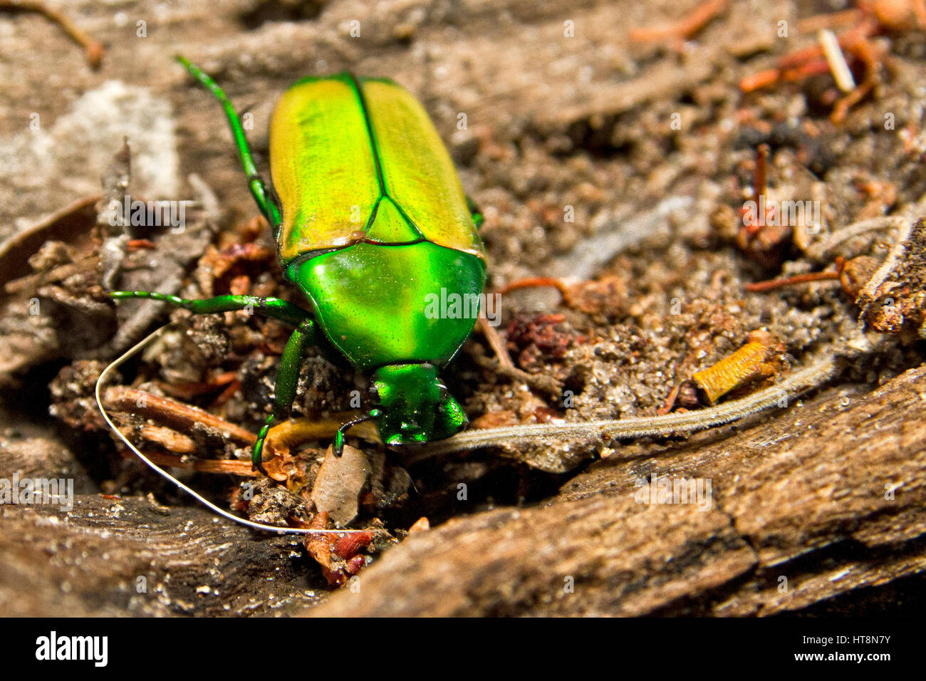 Yellow and Green, iridescent Fruit Chafer Beetle with small parasite on ...