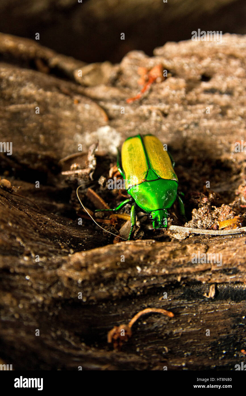 Yellow and Green, iridescent Fruit Chafer Beetle with small parasite on ...