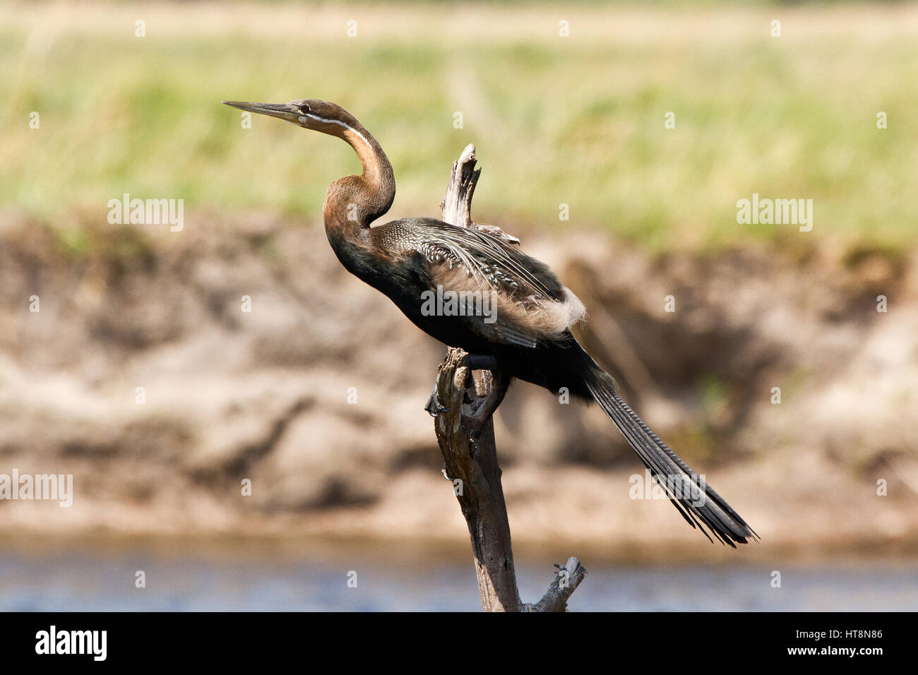 African darter bird hi-res stock photography and images - Alamy