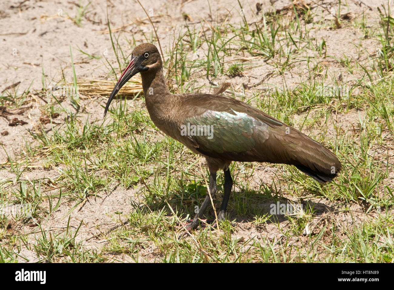 Hadeda ibis hi-res stock photography and images - Alamy