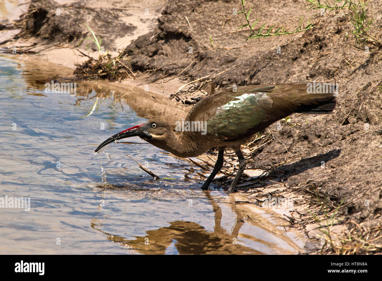 Hadeda Ibis drinking from river bank Stock Photo - Alamy