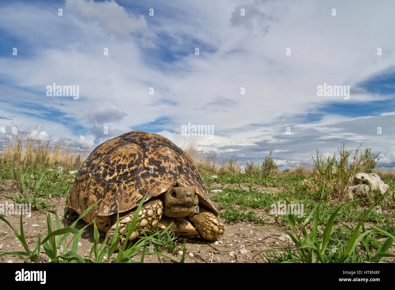 African leopard tortoise hi-res stock photography and images - Alamy