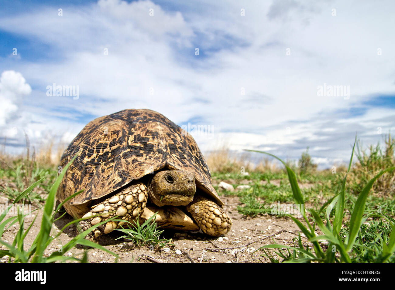 African leopard tortoise hi-res stock photography and images - Alamy