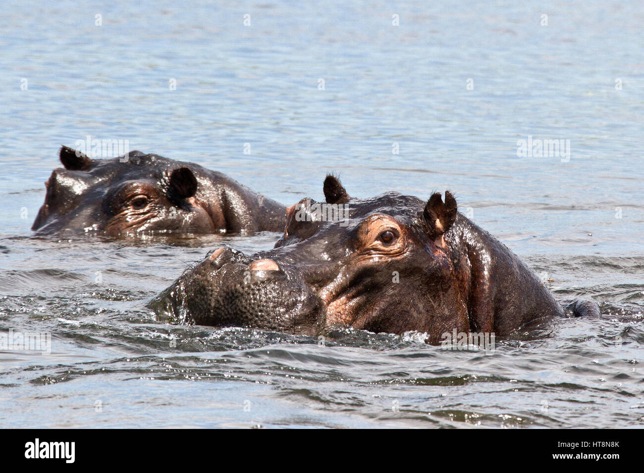 Two hippos in water Stock Photo - Alamy