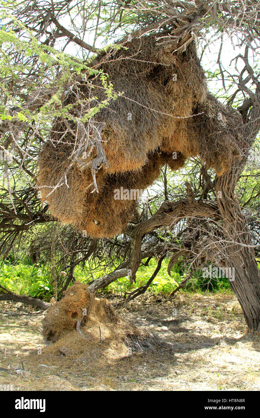 Collapsing tree communal sociable weaver bird nest Stock Photo - Alamy