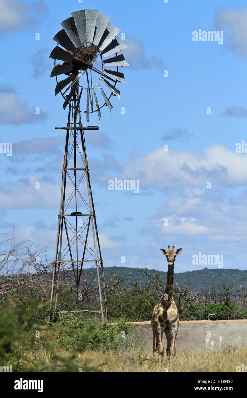 Giraffe and windmill, Namibia Stock Photo - Alamy
