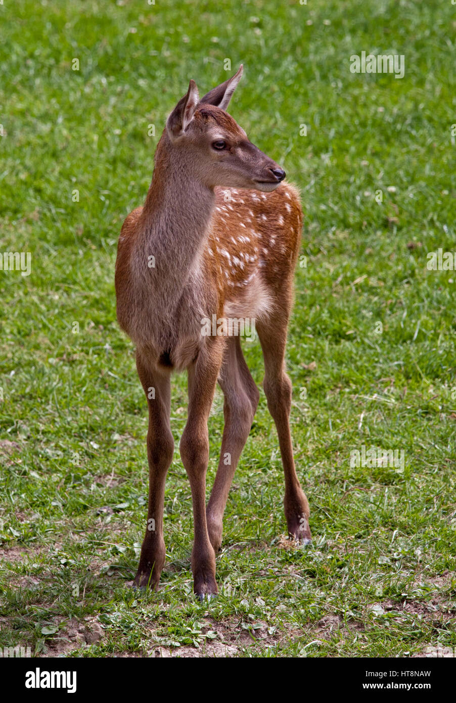 Cervus elaphus baby hi-res stock photography and images - Alamy