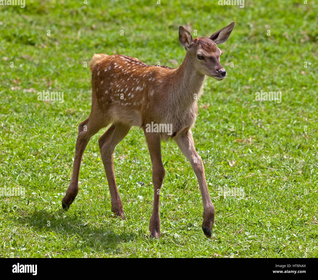 Baby Red Deer High Resolution Stock Photography and Images - Alamy