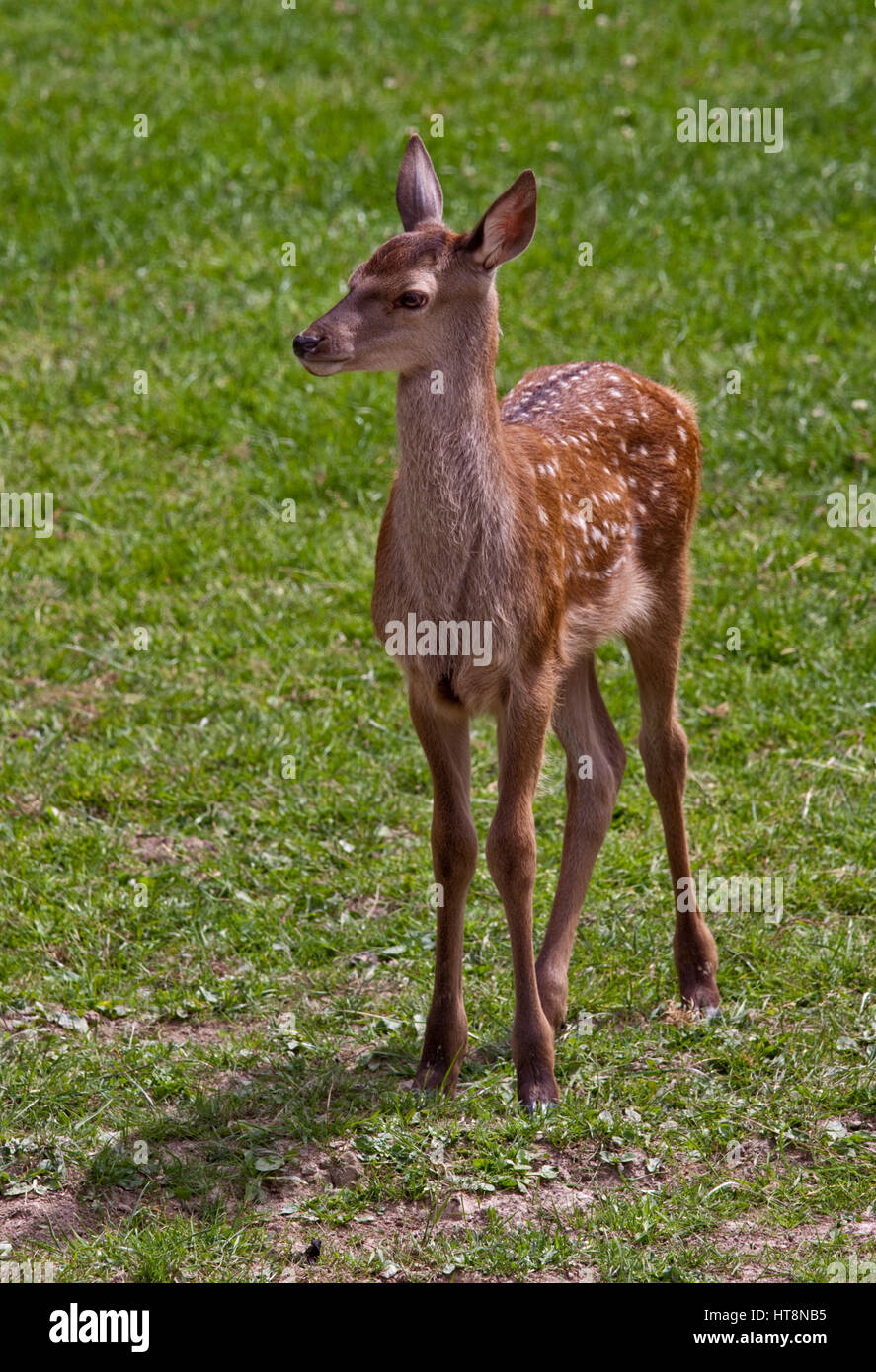 The fawn the hi-res stock photography and images - Alamy