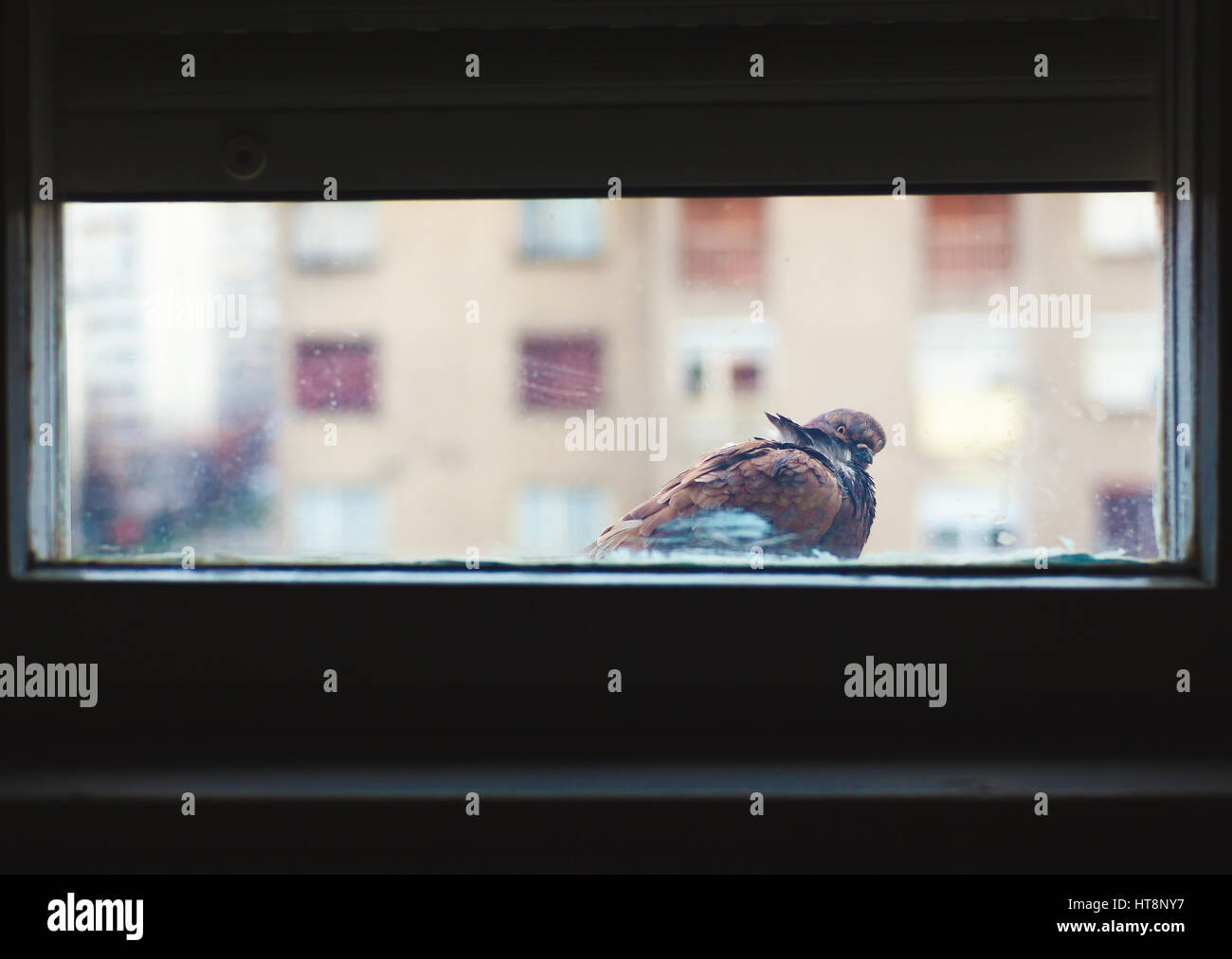 Pigeon head front hi-res stock photography and images - Alamy