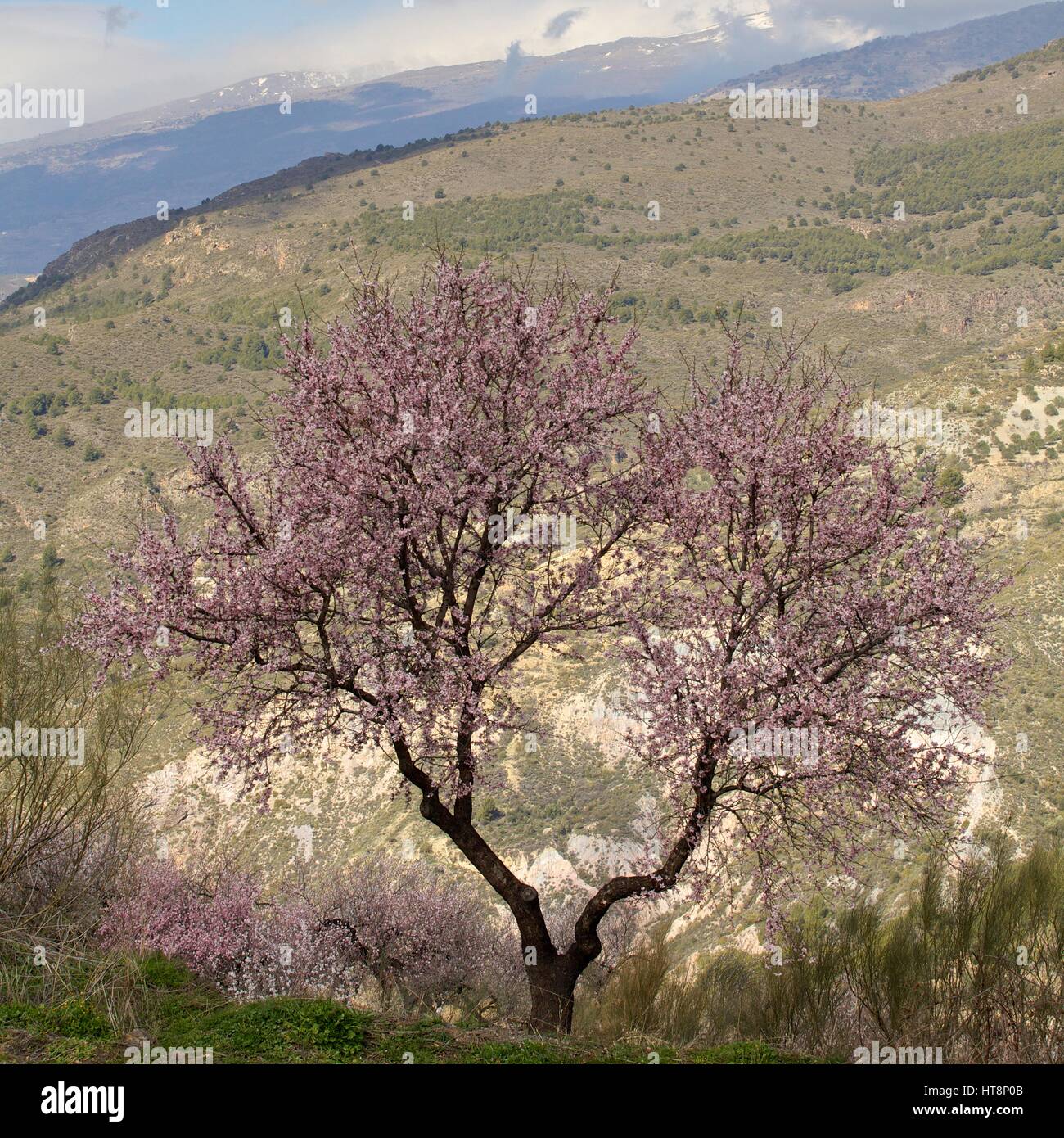 Almond blossom mountain tree hi-res stock photography and images - Alamy