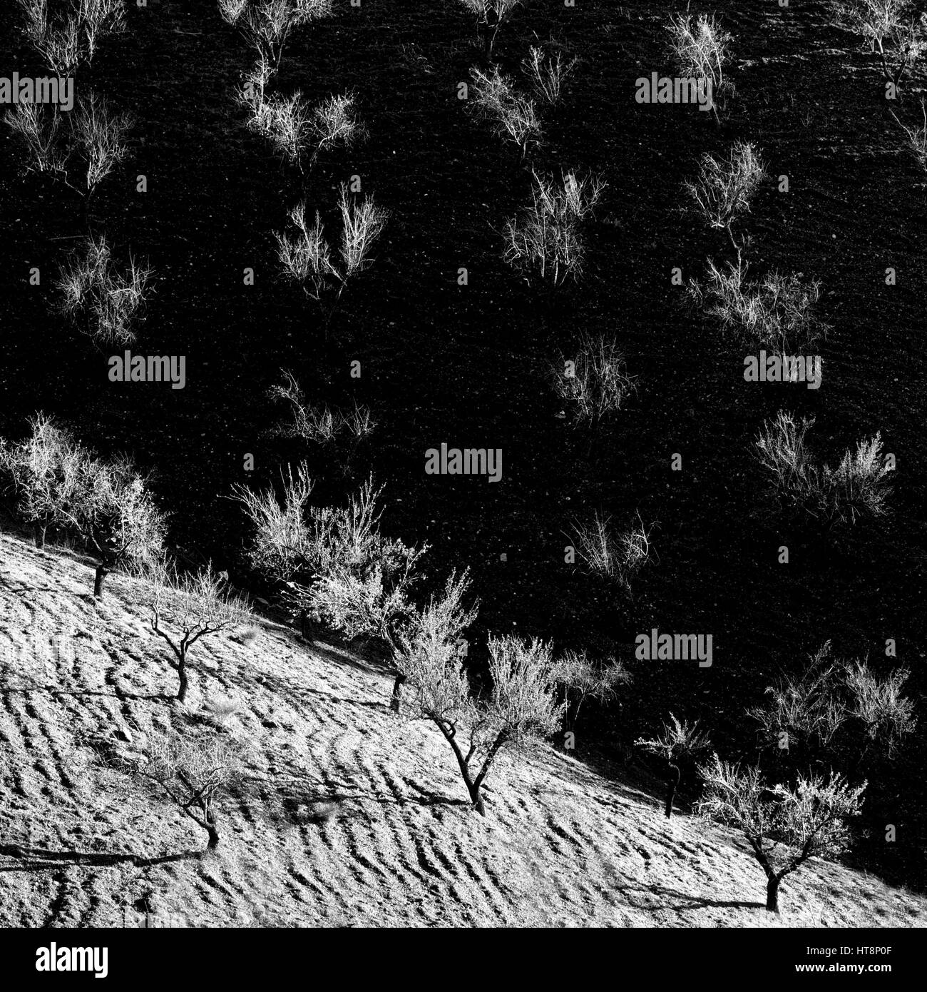 Almond tree Black and White Stock Photos & Images - Alamy