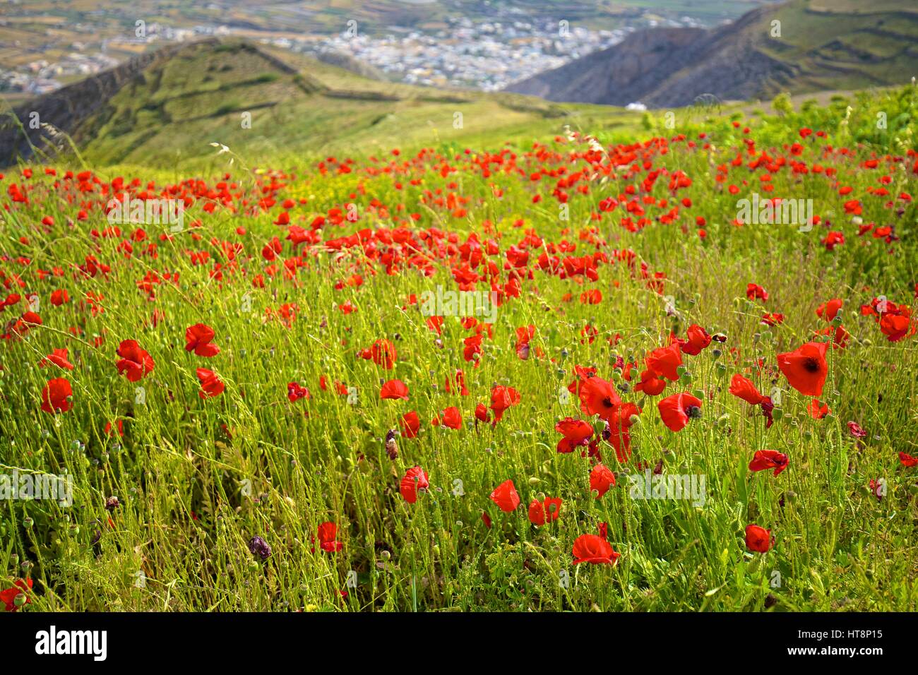 Poppy fields hi-res stock photography and images - Alamy