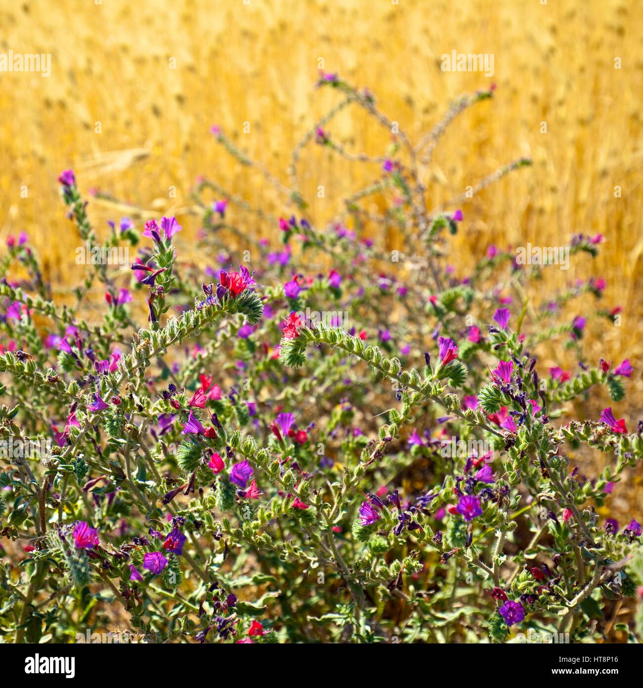 Juxtaposed hi-res stock photography and images - Alamy