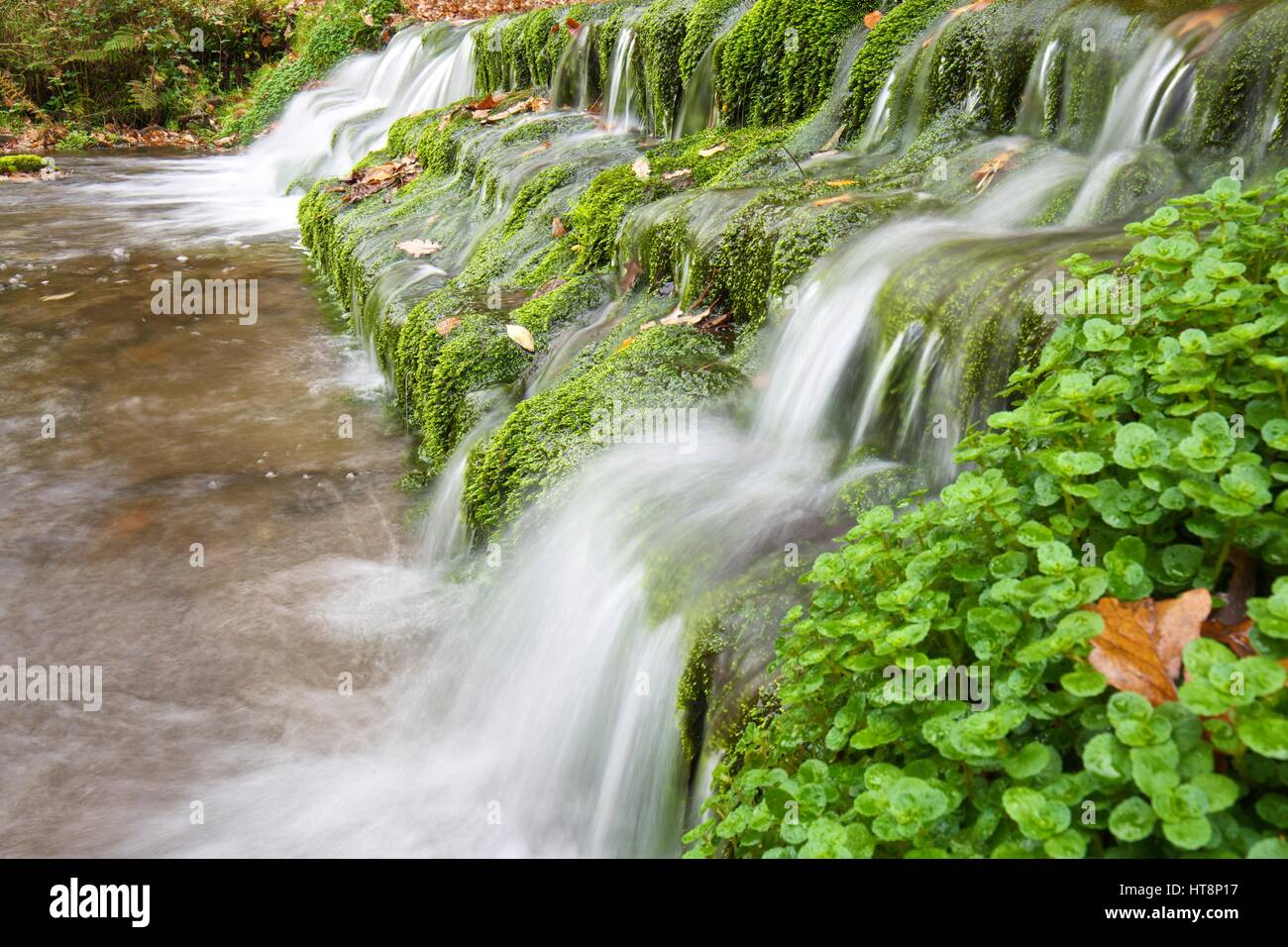 Step moss hi-res stock photography and images - Alamy