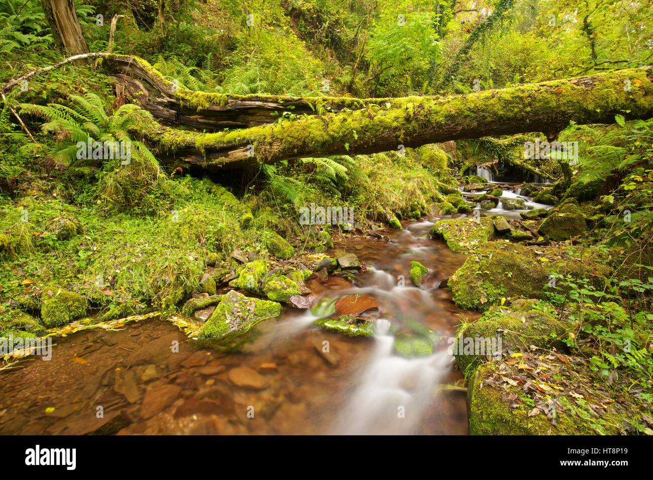 Fallen But Not Finished Stock Photo - Alamy