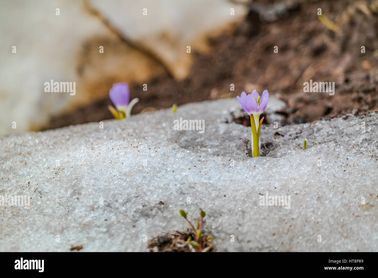 crocus flower blossom in snow Stock Photo - Alamy