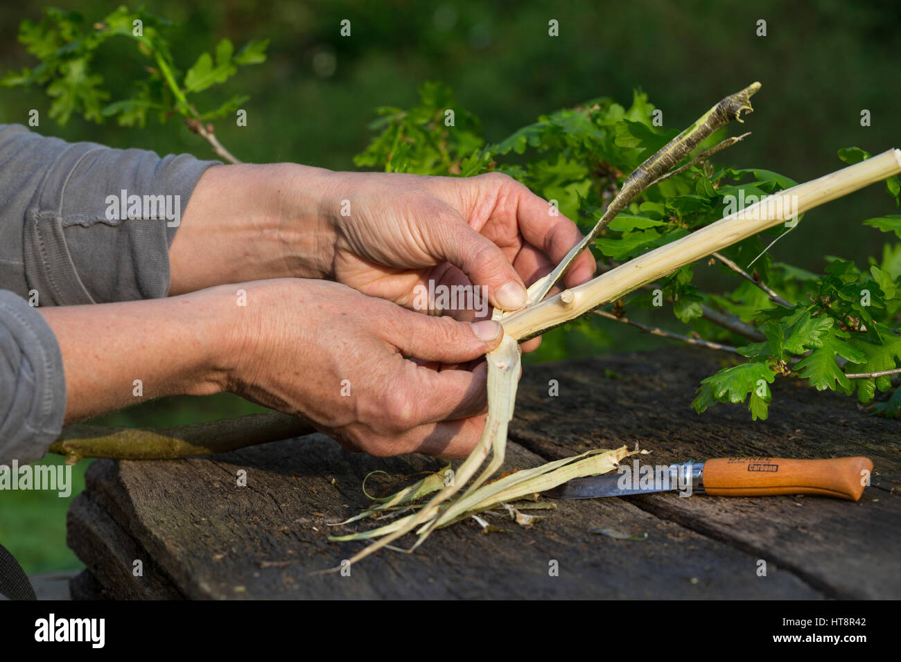 Eichen-Rinde, Eichenrinde, Rinde wird mit Messer abgeschält, getrocknet ...