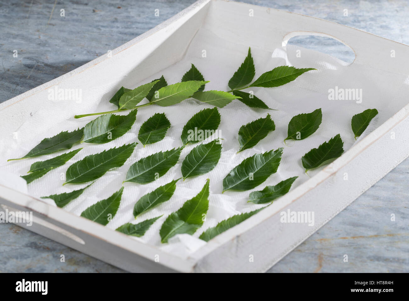 Eschenblatter hi-res stock photography and images - Alamy