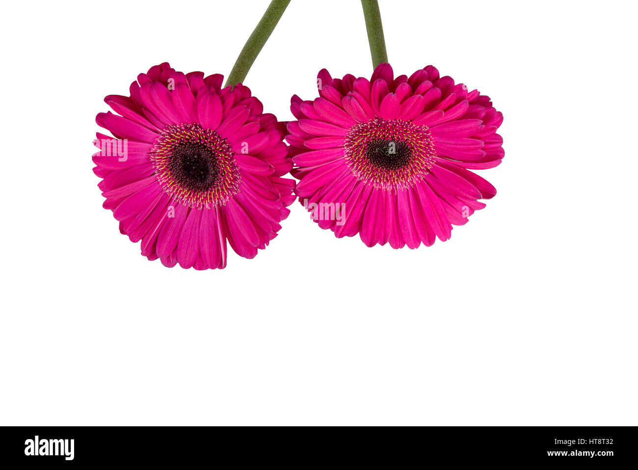 Two pink gerbera daisies High Resolution Stock Photography and Images ...