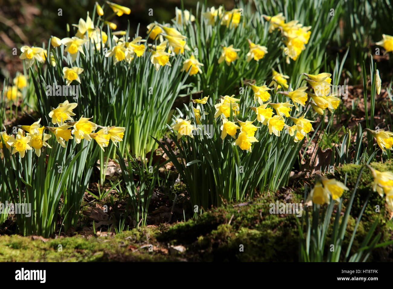 Daffodils in spring sunshine Stock Photo - Alamy