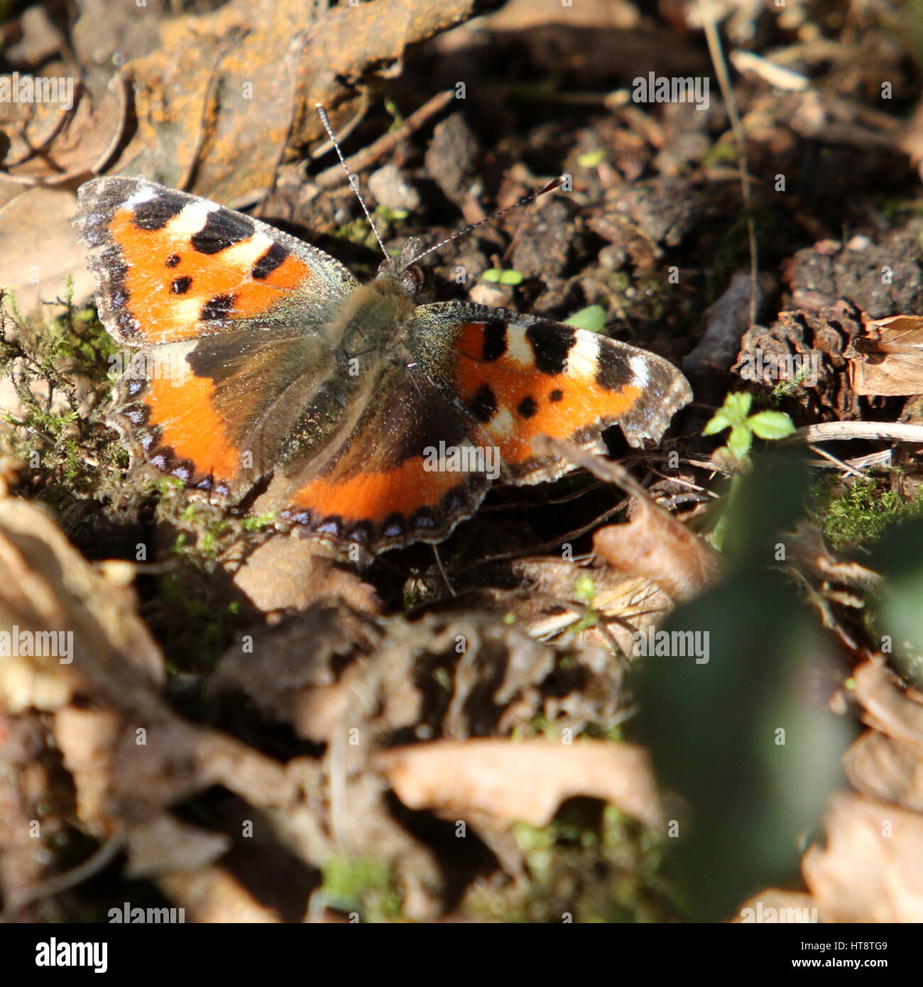 Small Tortoiseshell butterfly resting amongst leaves Stock Photo - Alamy