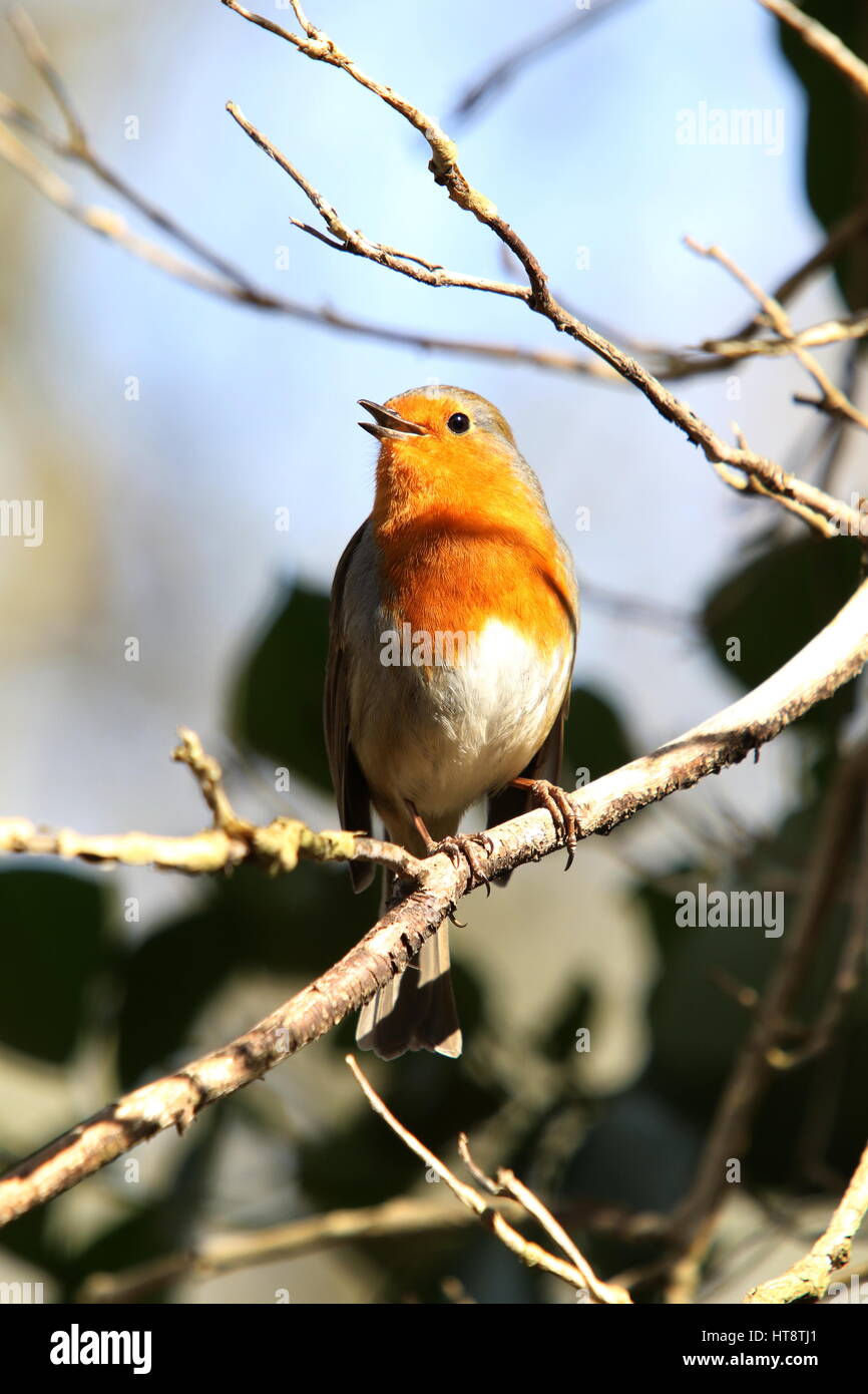 Robin on branch hi-res stock photography and images - Alamy