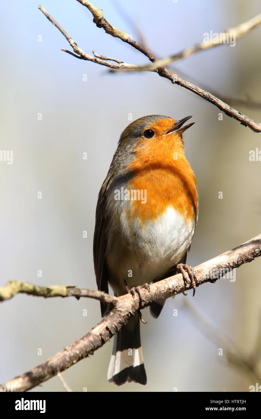 Robin on branch hi-res stock photography and images - Alamy