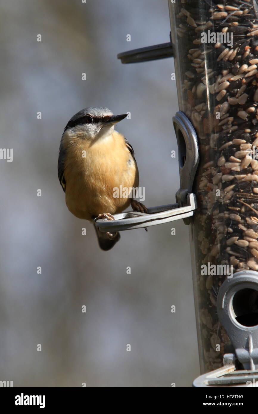 Nuthatch of bird feeder Stock Photo - Alamy