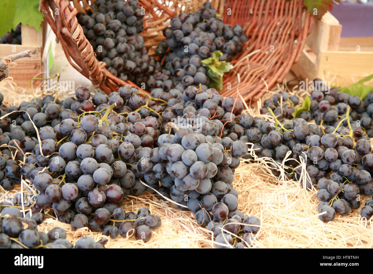 White wine barrel grapes hi-res stock photography and images - Alamy