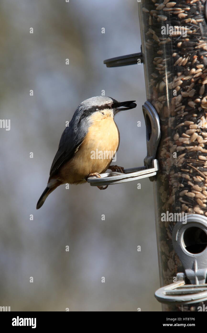 Nuthatch of bird feeder Stock Photo - Alamy