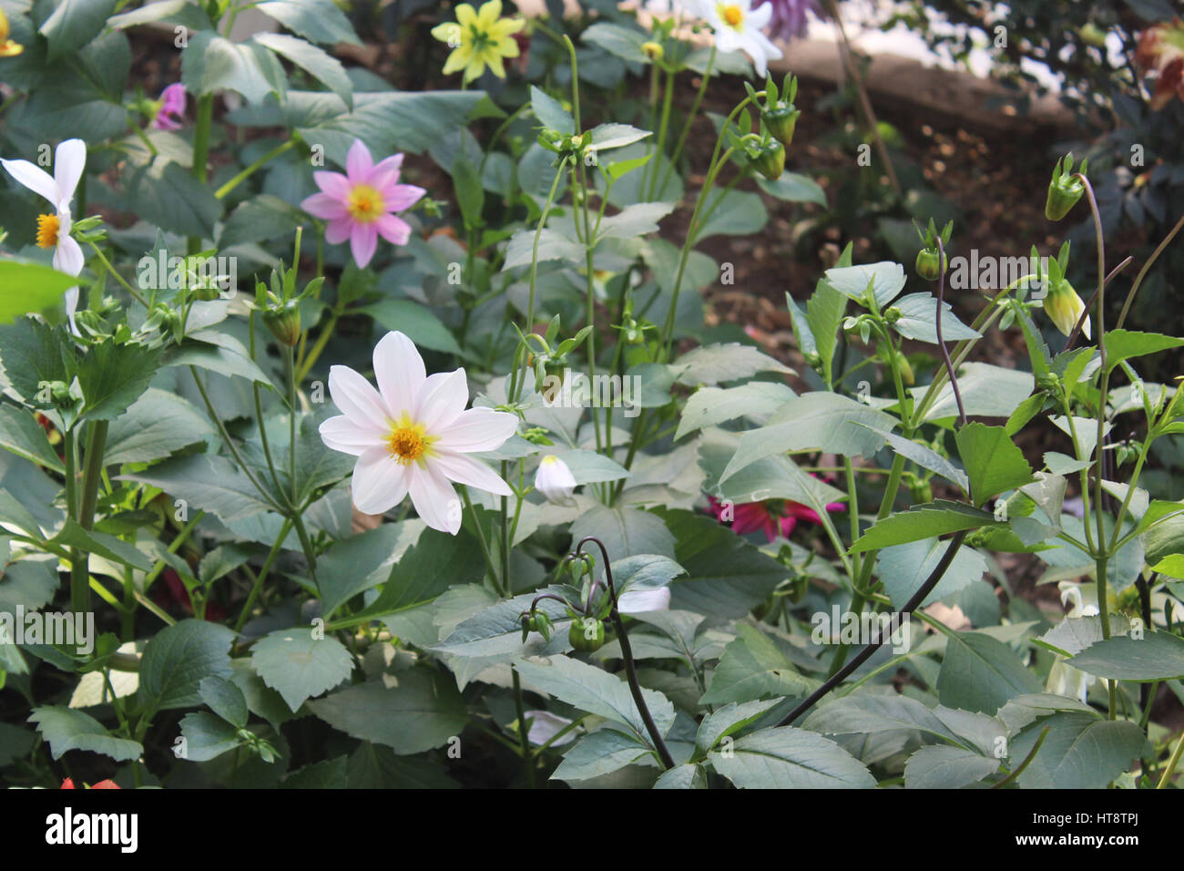 the indian flower Stock Photo - Alamy