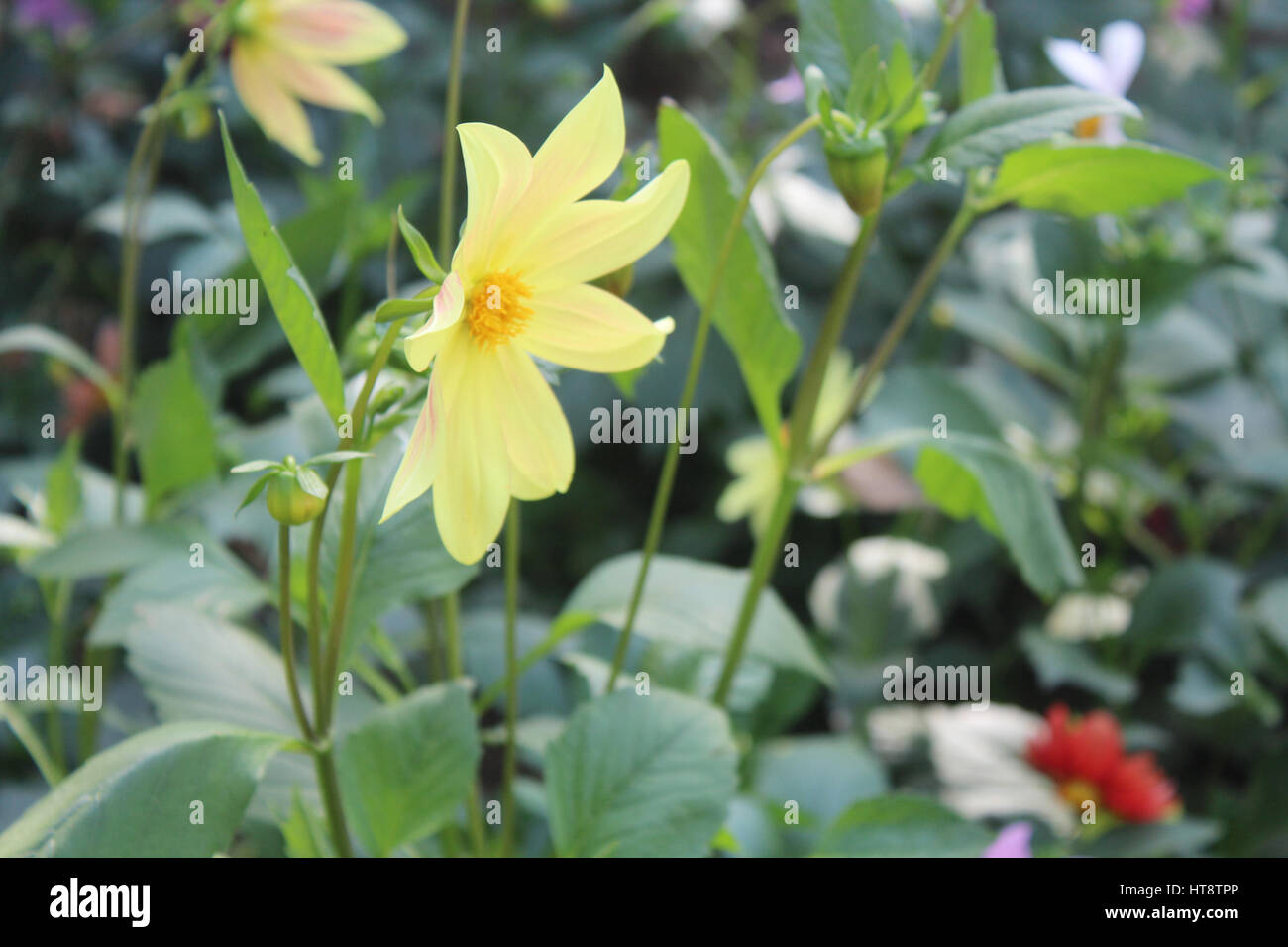 the indian flower Stock Photo - Alamy