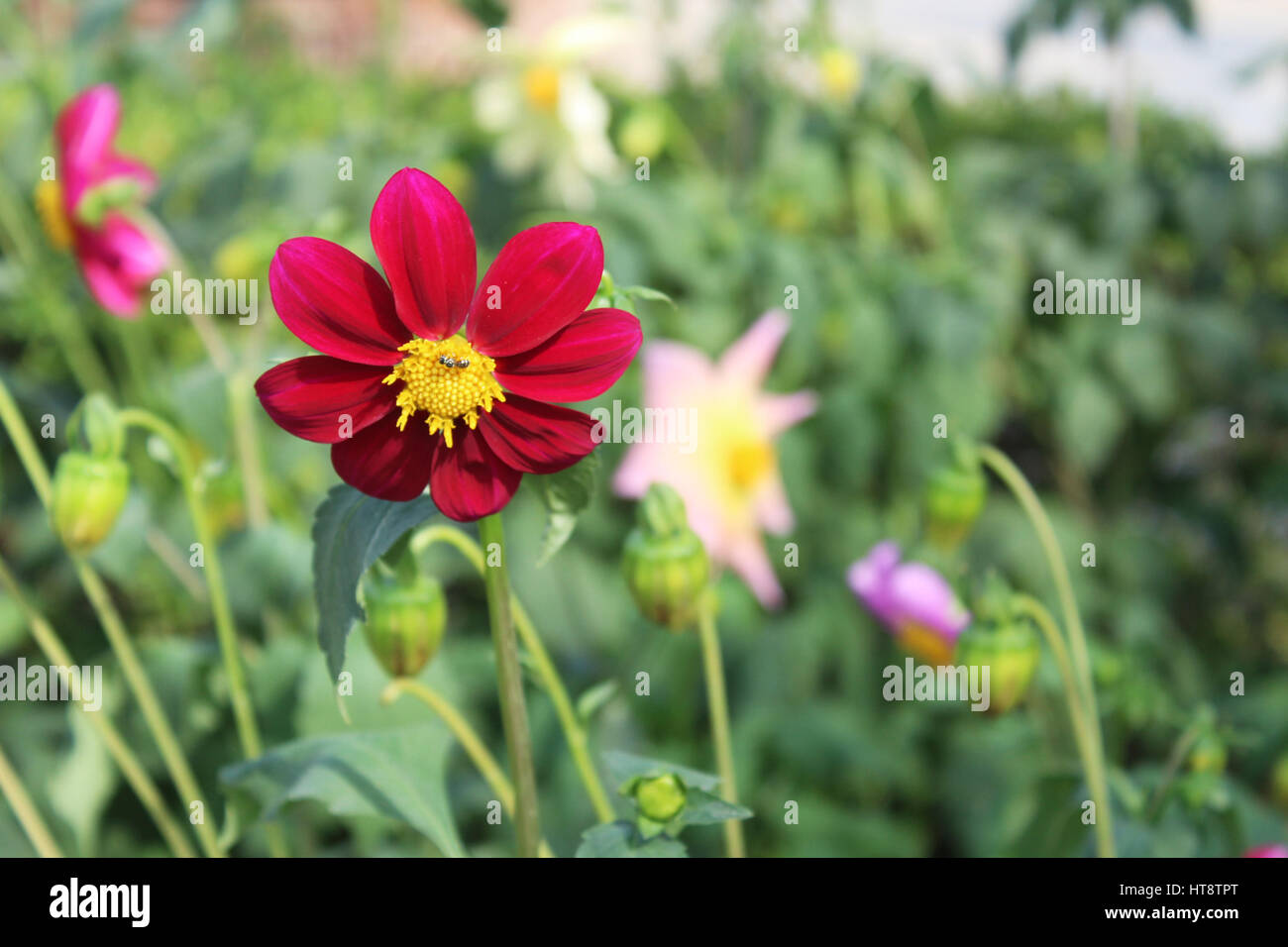 the indian flower Stock Photo - Alamy